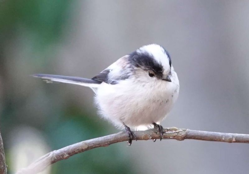 Shima Enaga - Nàng tiên tuyết đáng yêu của Hokkaido