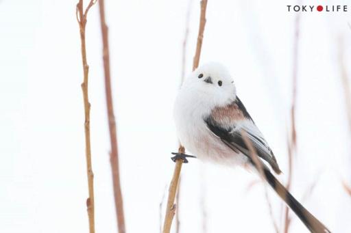 Shima Enaga - Nàng tiên tuyết đáng yêu của Hokkaido